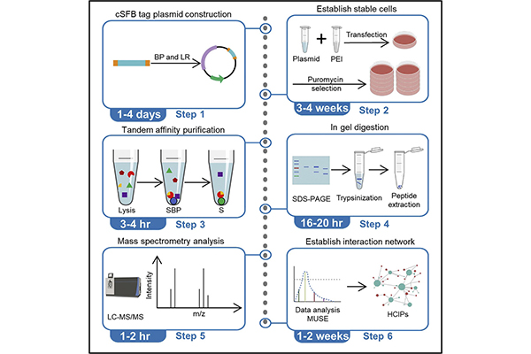 protocol-for-establishing-a-protein-protein-interaction-network-using-tandem-affinity ...